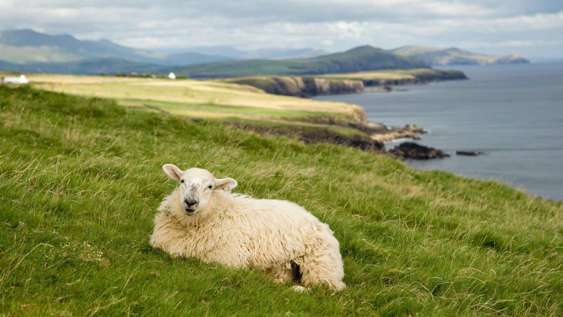 Sustainablity | Sustainable Hotels Ireland | Dingle Hotels